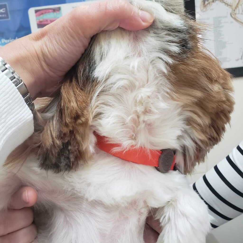 Dermatite canina: o que é, quais os sintomas e tratamento